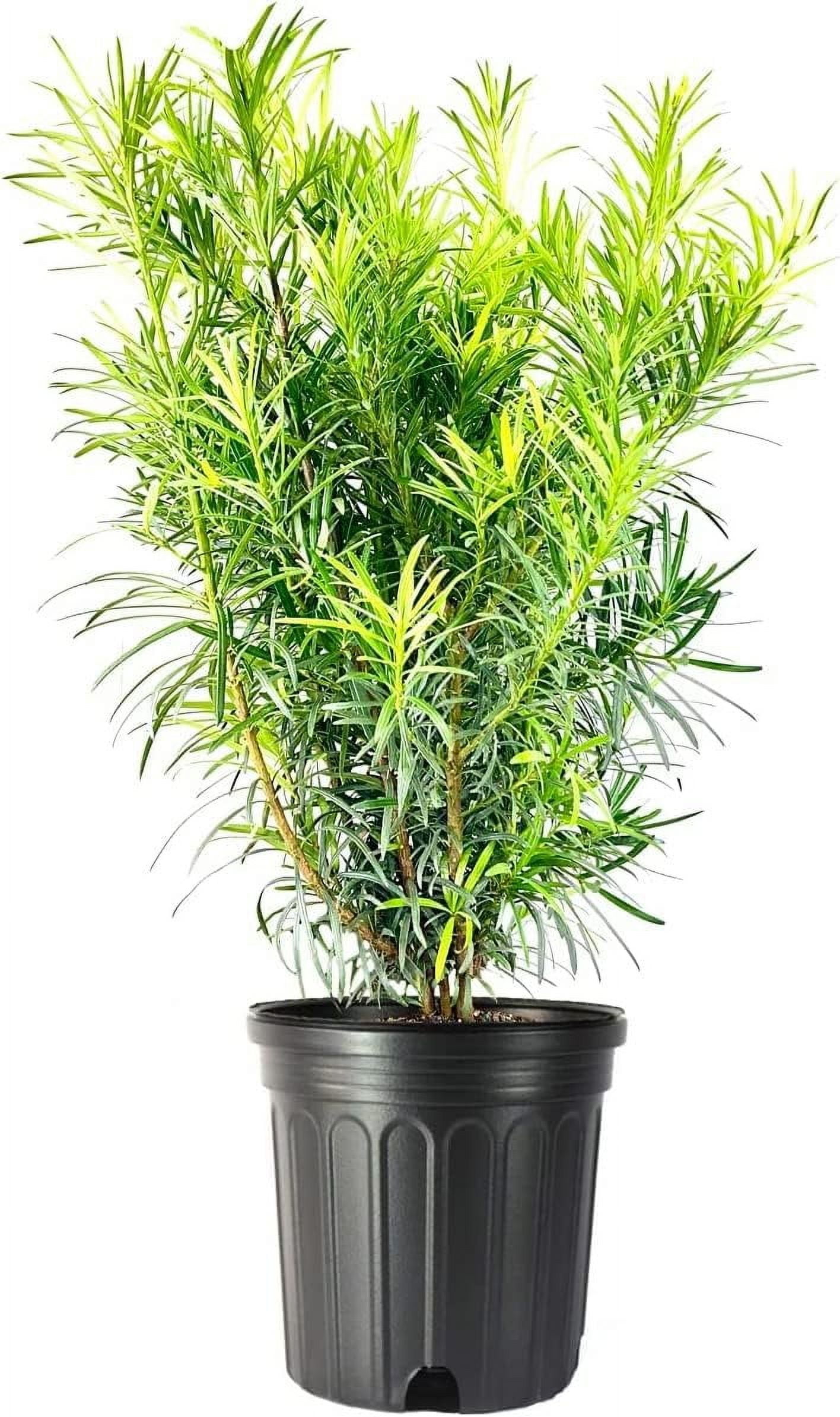 Podocarpus Macrophyllus 3 Extra Large 3 Gallon Plants Japanese Yew Low ...