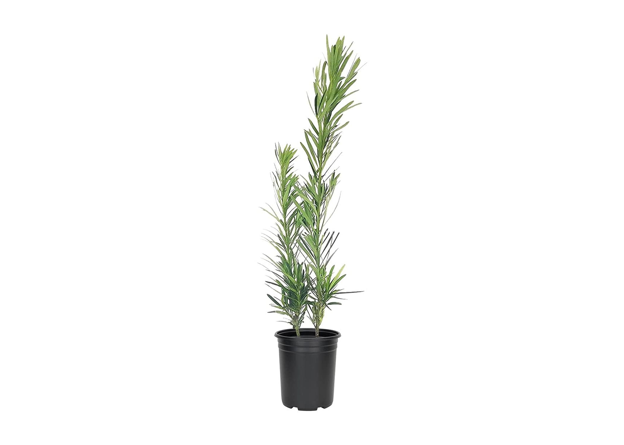 Podocarpus Macrophyllus Dwarf Pringles - 1 Live 4 Inch Pot - Dense ...