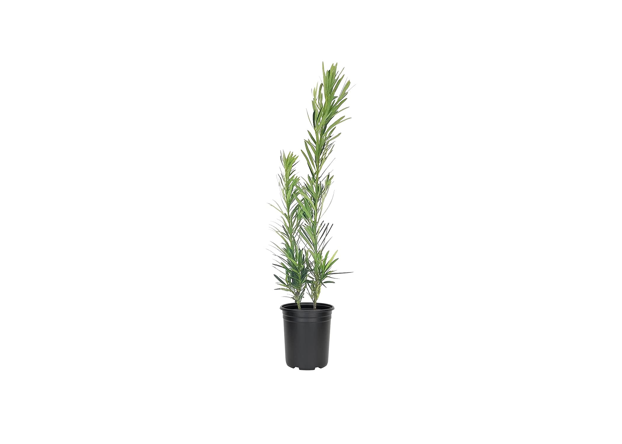 Podocarpus Macrophyllus Dwarf Pringles - 3 Live 4 Inch Pots - Dense ...