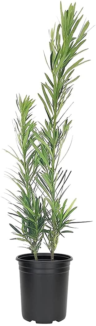 Podocarpus Macrophyllus Dwarf Pringles - 5 Live 4 Inch Pots - Dense ...