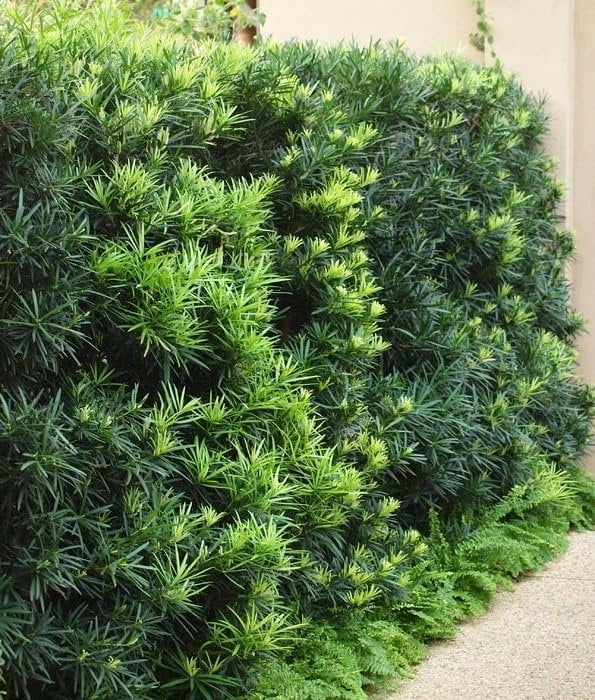 Podocarpus Macrophyllus I 1 Large Gallon Size Plant I Japanese Yew I ...