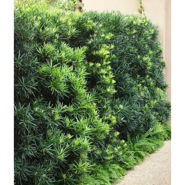 Podocarpus Macrophyllus I 2 Large Gallon Size Plants I Japanese Yew I ...