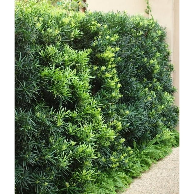 Podocarpus Macrophyllus I 3 Large Gallon Size Plants I Japanese Yew I ...
