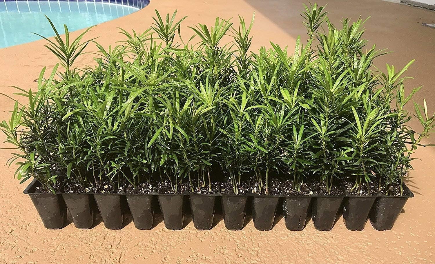 Podocarpus Macrophyllus Japanese Yew - 20 Live Plants - Low Maintenance ...