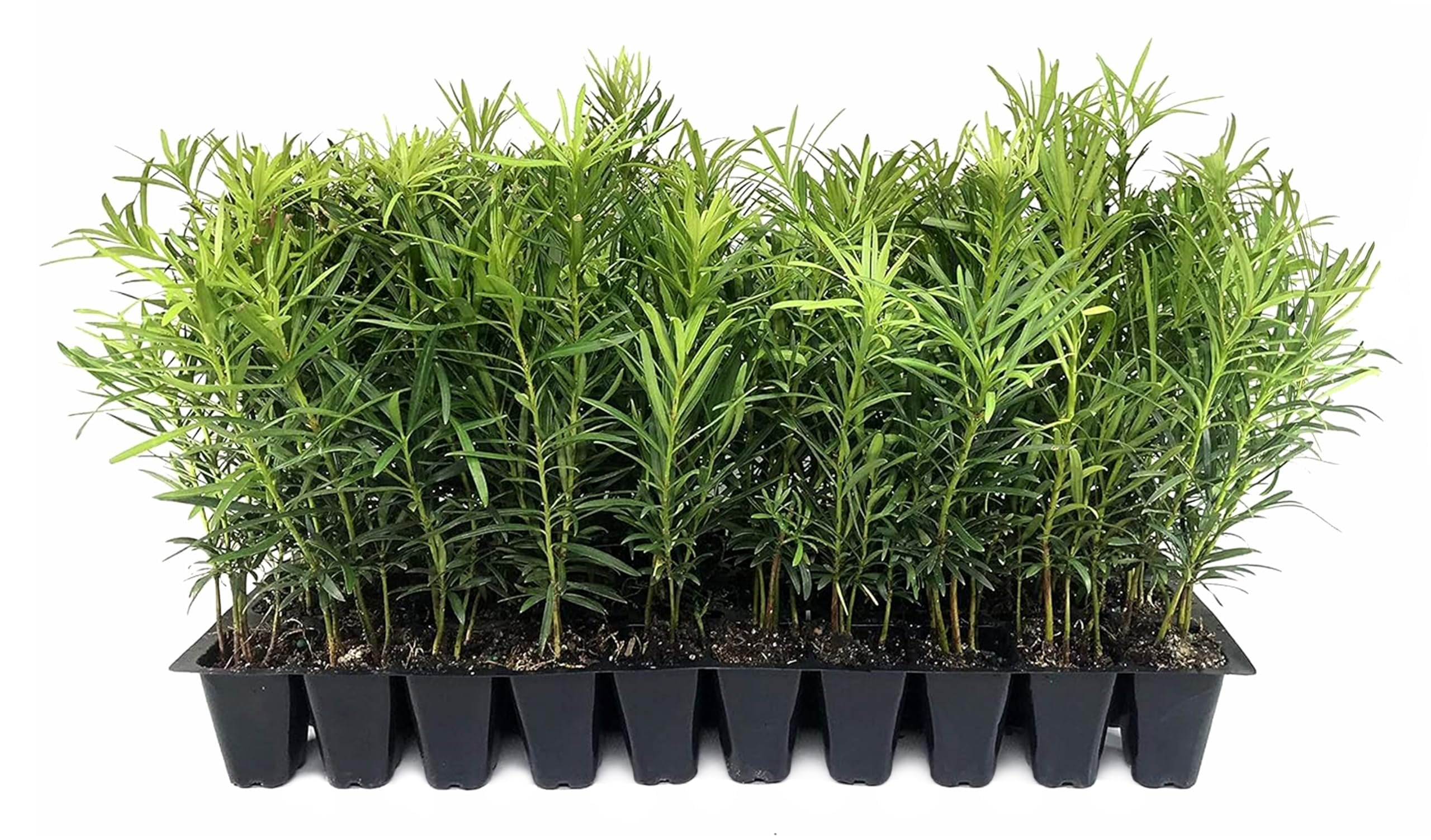 Podocarpus Macrophyllus Japanese Yew 60 Live Plants Podocarpus ...