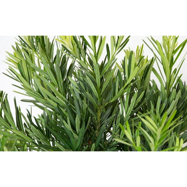 Podocarpus Pringles 1 Extra Large 3 Gallon Plant Podocarpus Macrophyllus 'Pringles' Ideal for ...