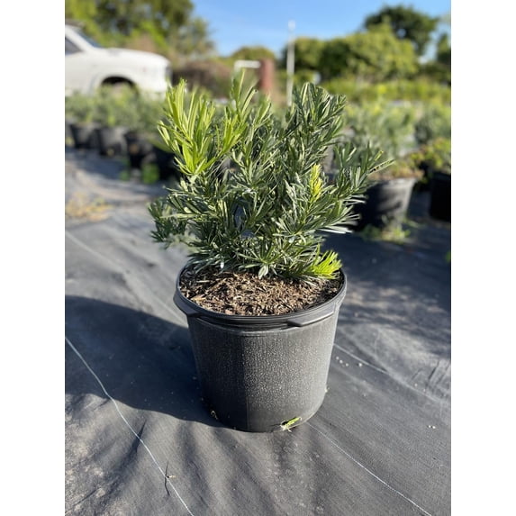 Podocarpus Pringles Petite 1 Extra Large 3 Gallon Plant Dwarf ...