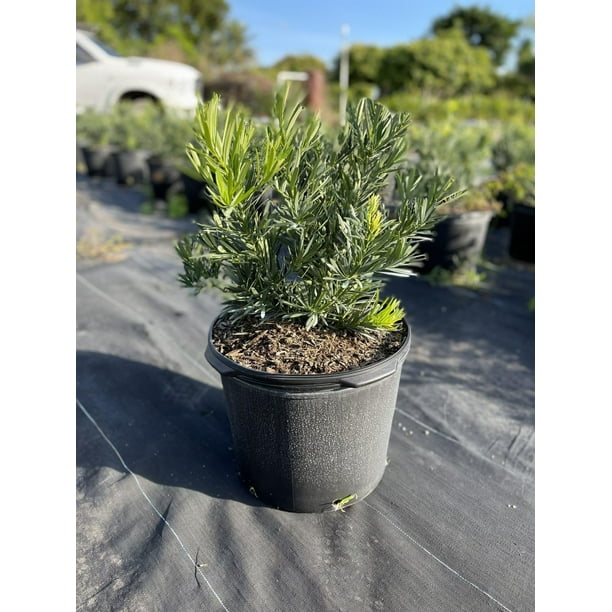 Podocarpus Pringles Petite 1 Extra Large 3 Gallon Plant Dwarf ...