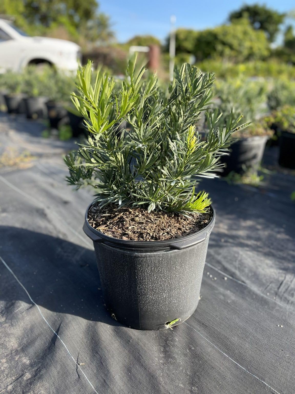Podocarpus Pringles Petite 3 Extra Large 3 Gallon Plants Dwarf ...