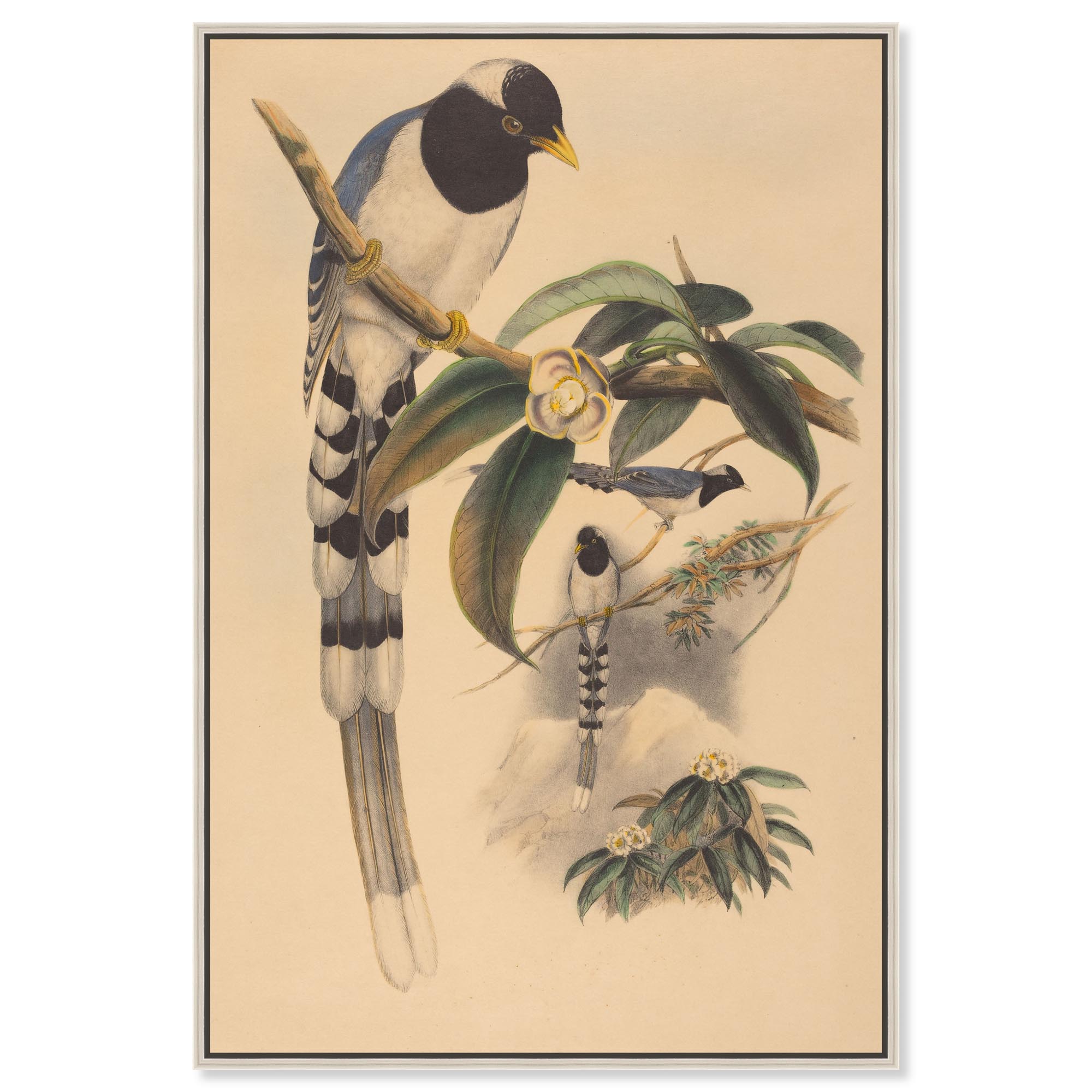 Poem of a Tail Canvas Print Botanical Art by Art Remedy, Silver Frame ...