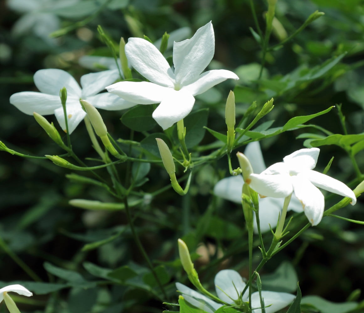Jasminum Officinale Grandiflorum