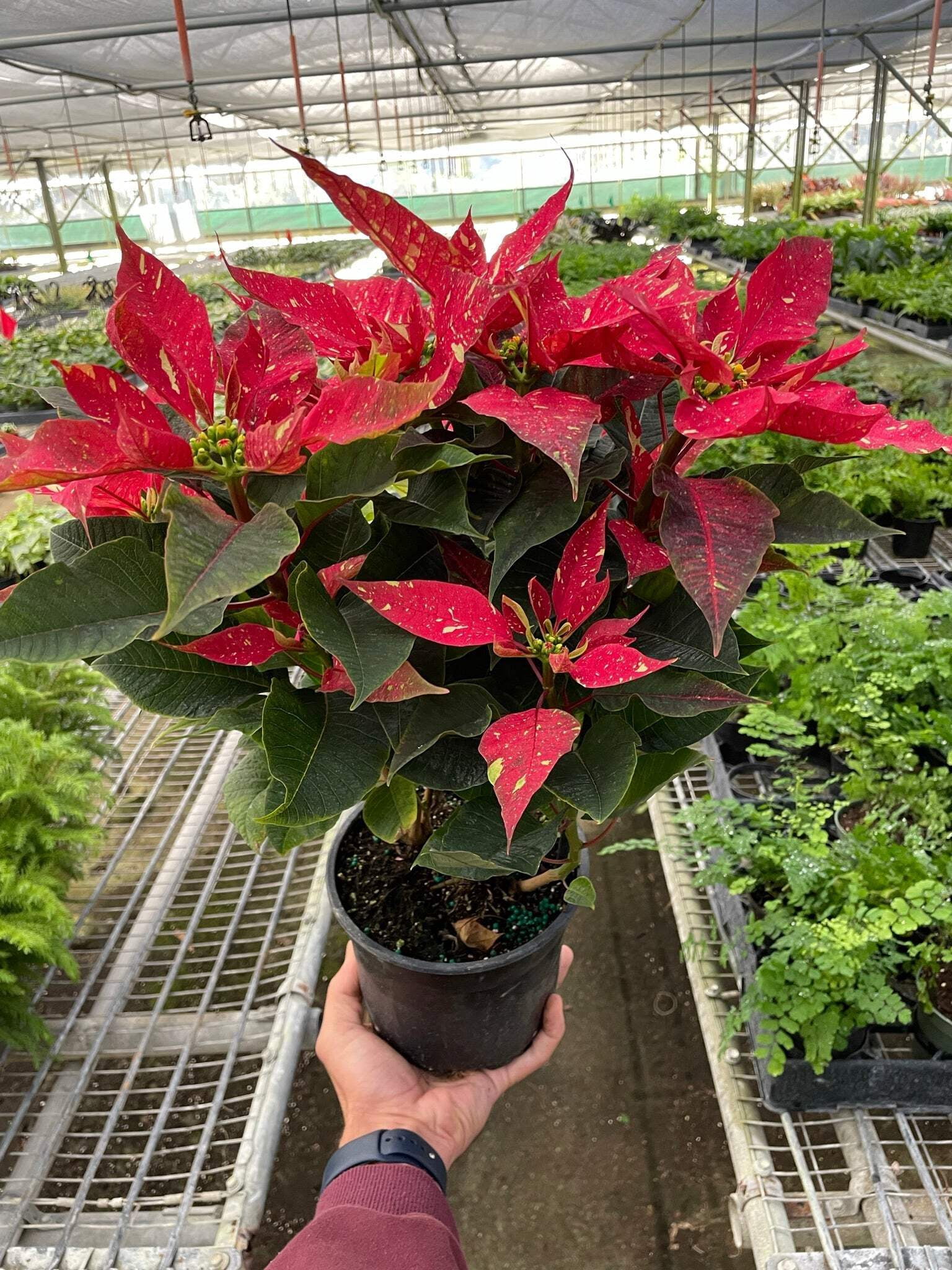 Poinsettia 'Red Glitter', 6