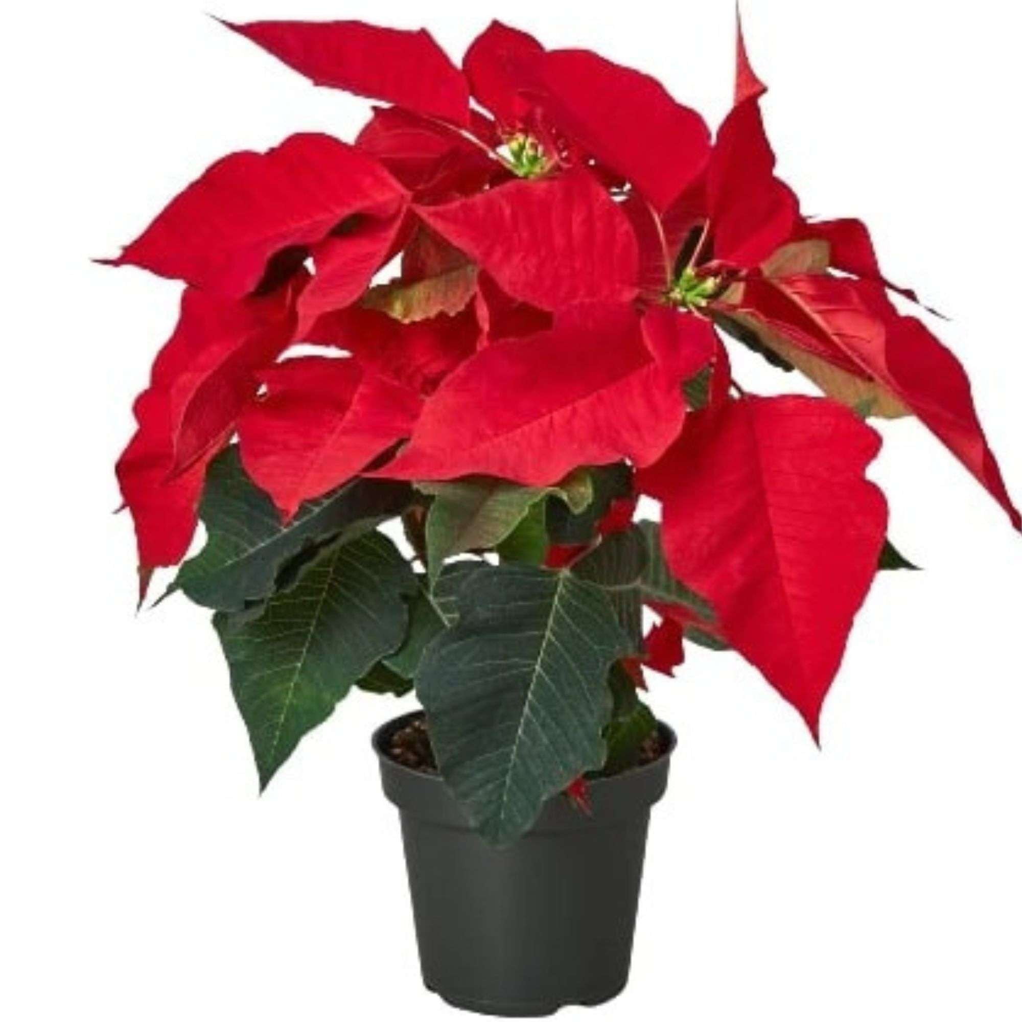 Indoor Plant Red Flower