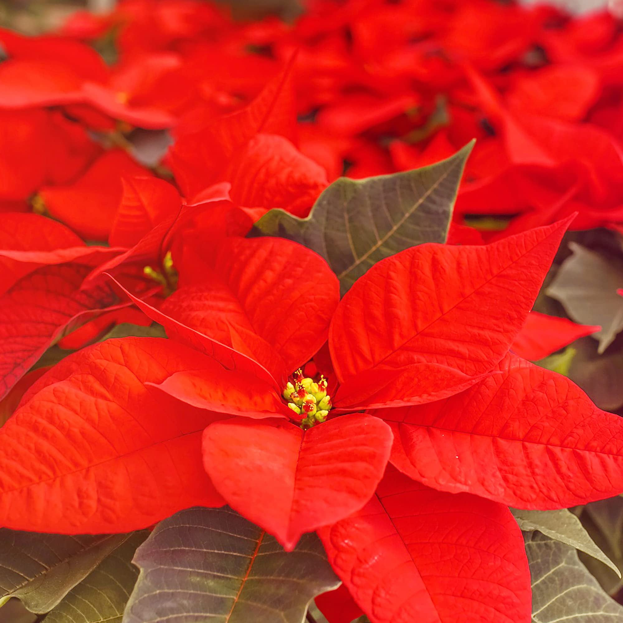 Poinsettia Seeds ChristmasITSC Star Perennial Drought Tolerant ...