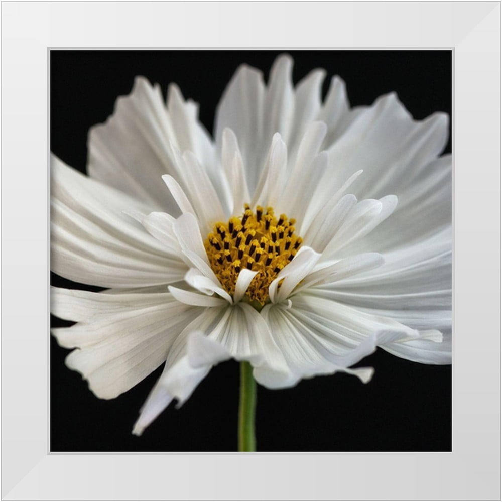 Poinski, Dianne 12x12 White Modern Wood Framed Museum Art Print Titled ...