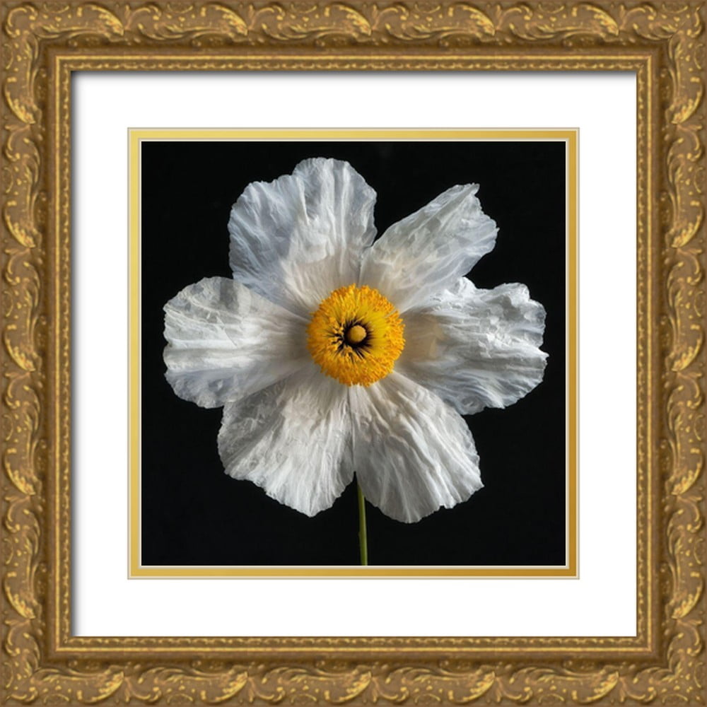 Poinski, Dianne 20x20 Gold Ornate Wood Framed with Double Matting ...