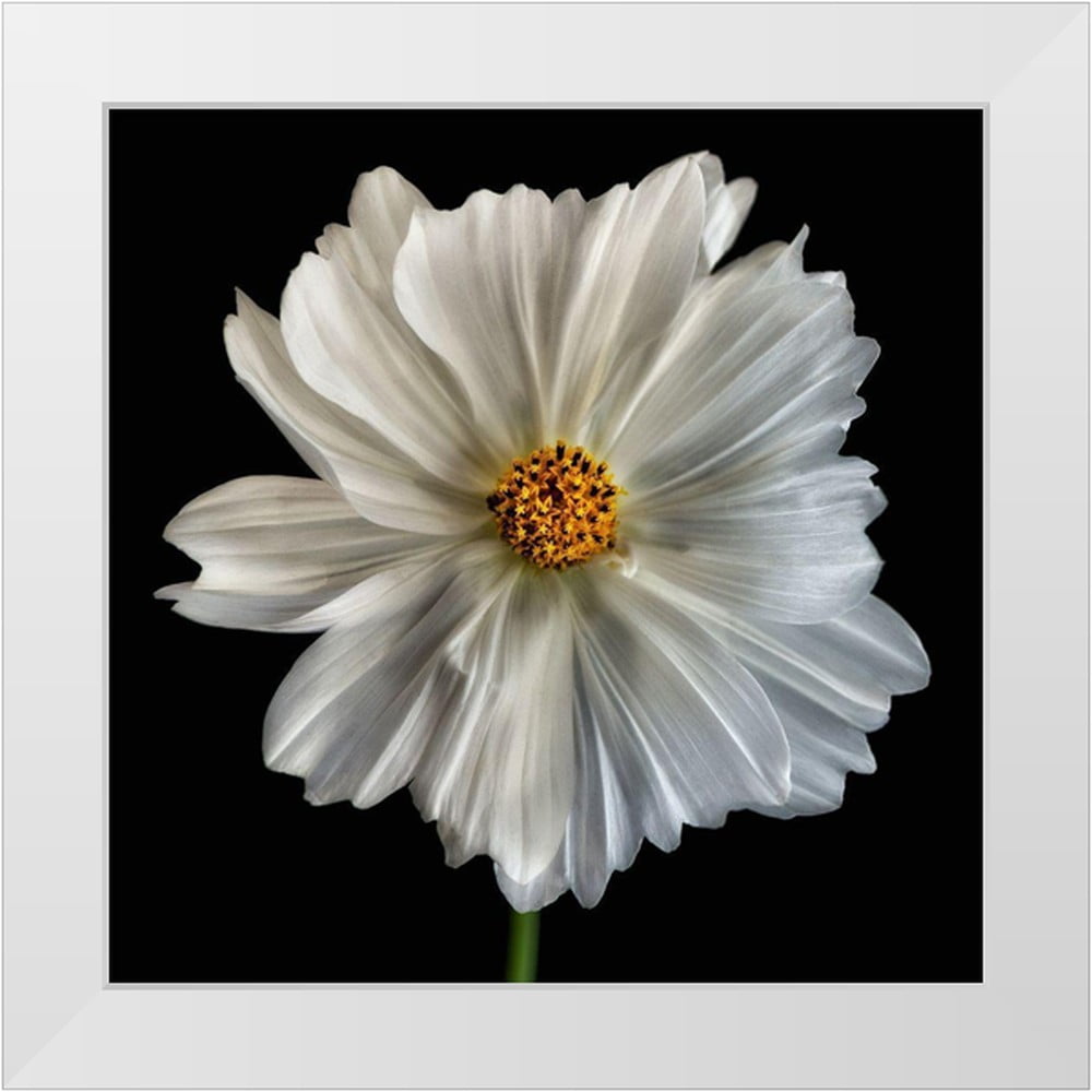 Poinski, Dianne 26x26 White Modern Wood Framed Museum Art Print Titled ...