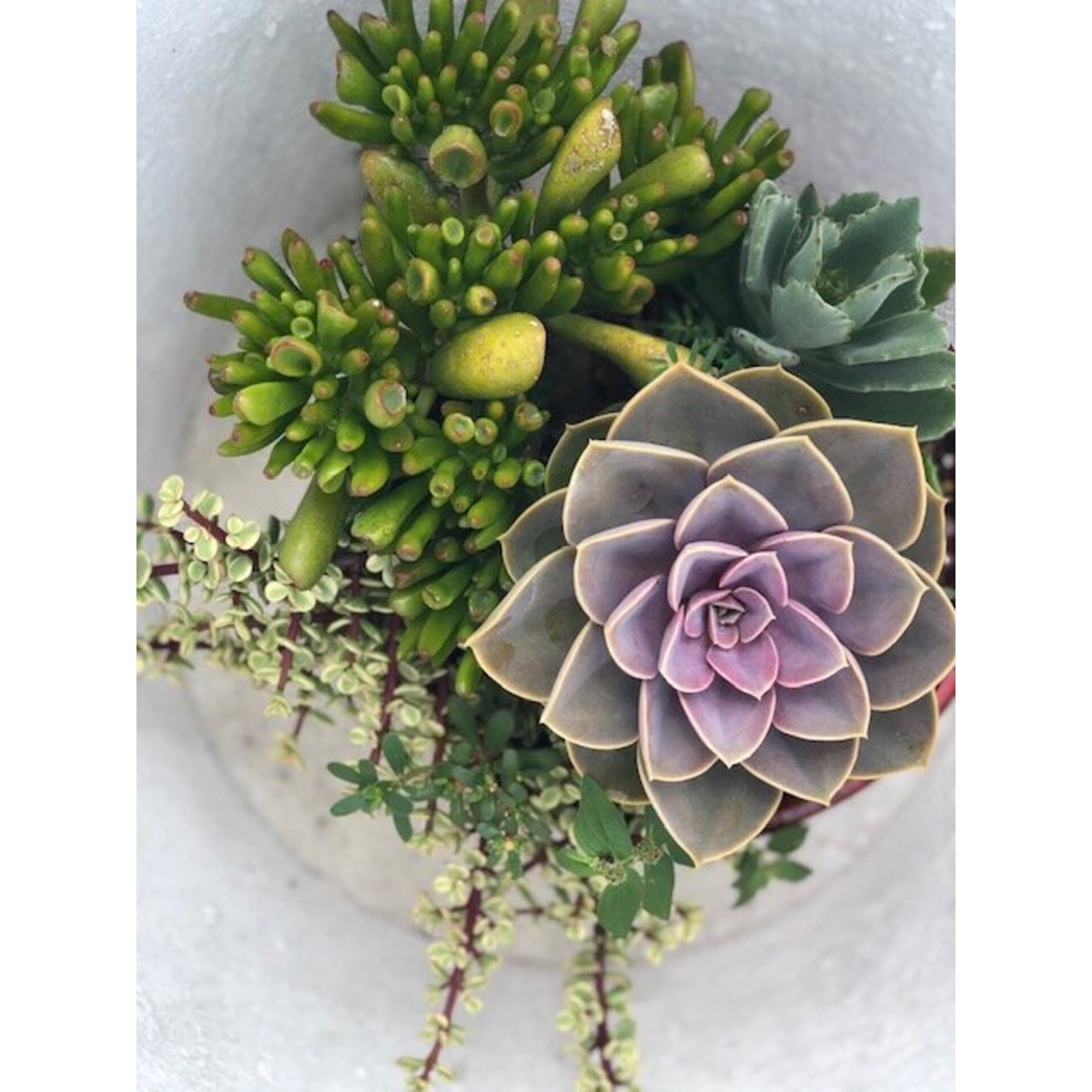 Poise Flowers & Co. Succulents Gathered in a Ceramic Bowl Vase ...