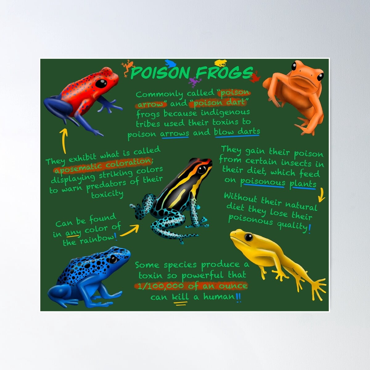 Poison Dart Frogs Fun Facts Poster Wall Art, Modern Wall Decor For ...