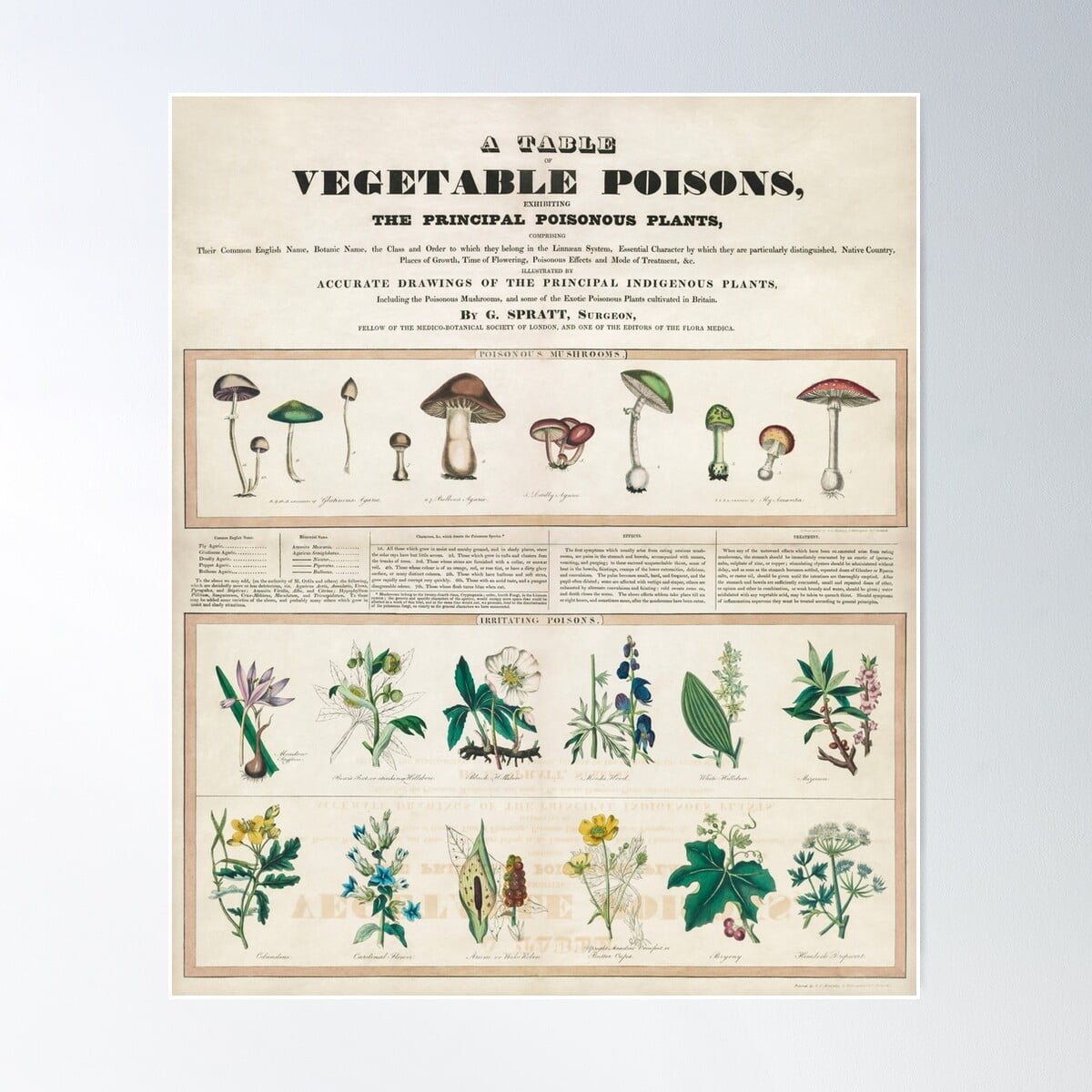 Poisonous Mushrooms: Irritating Poisons (1840–1850) (Botanical Drawing ...