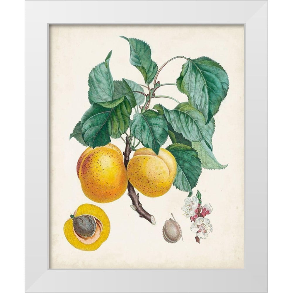 Poiteau, Pierre Antoine 26x32 White Modern Wood Framed Museum Art Print Titled - Abricot- Peche ...