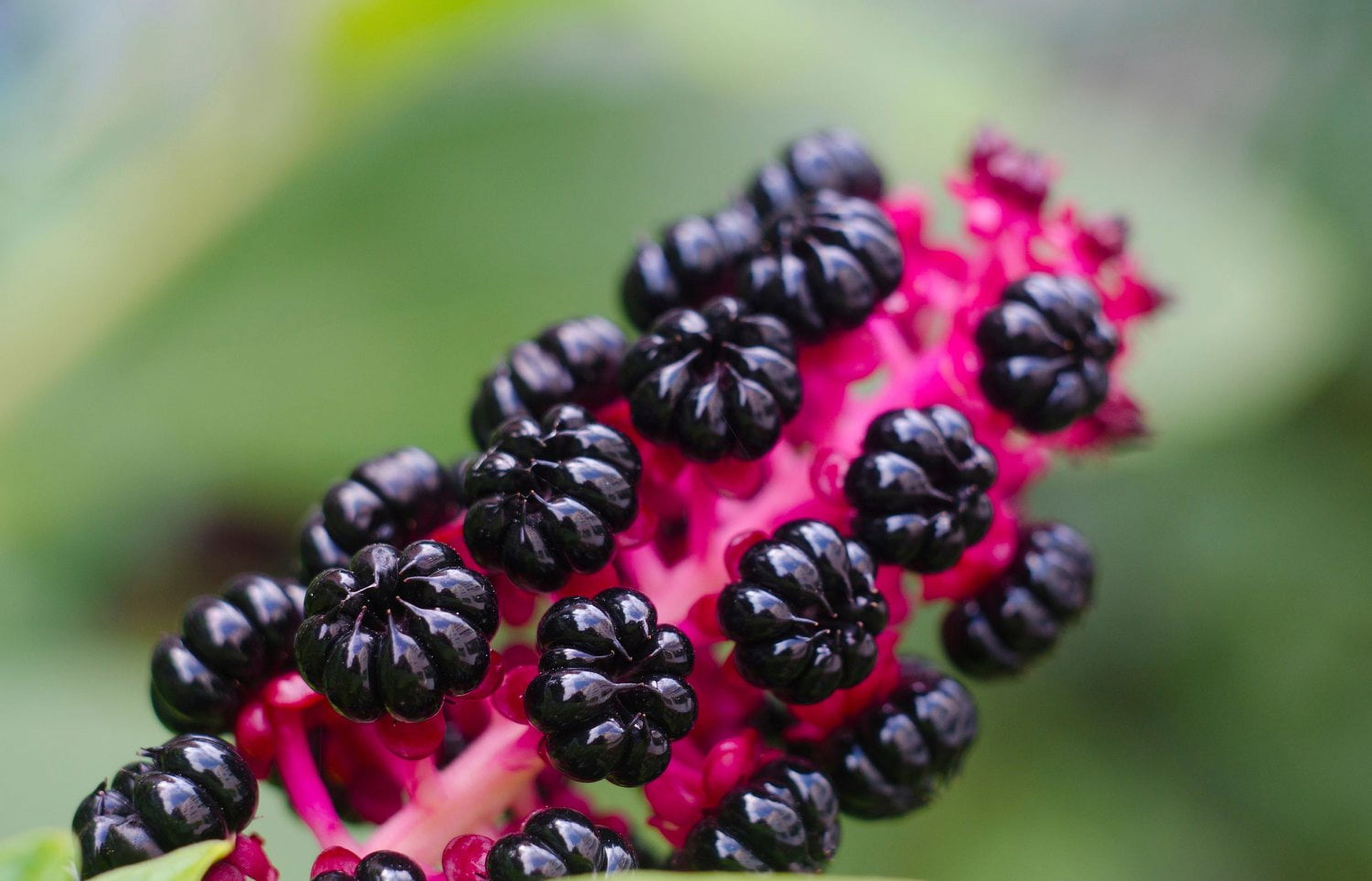 Poke Berries Seeds (Phytolacca americana) 75 Seeds (1 grams) - Walmart.com