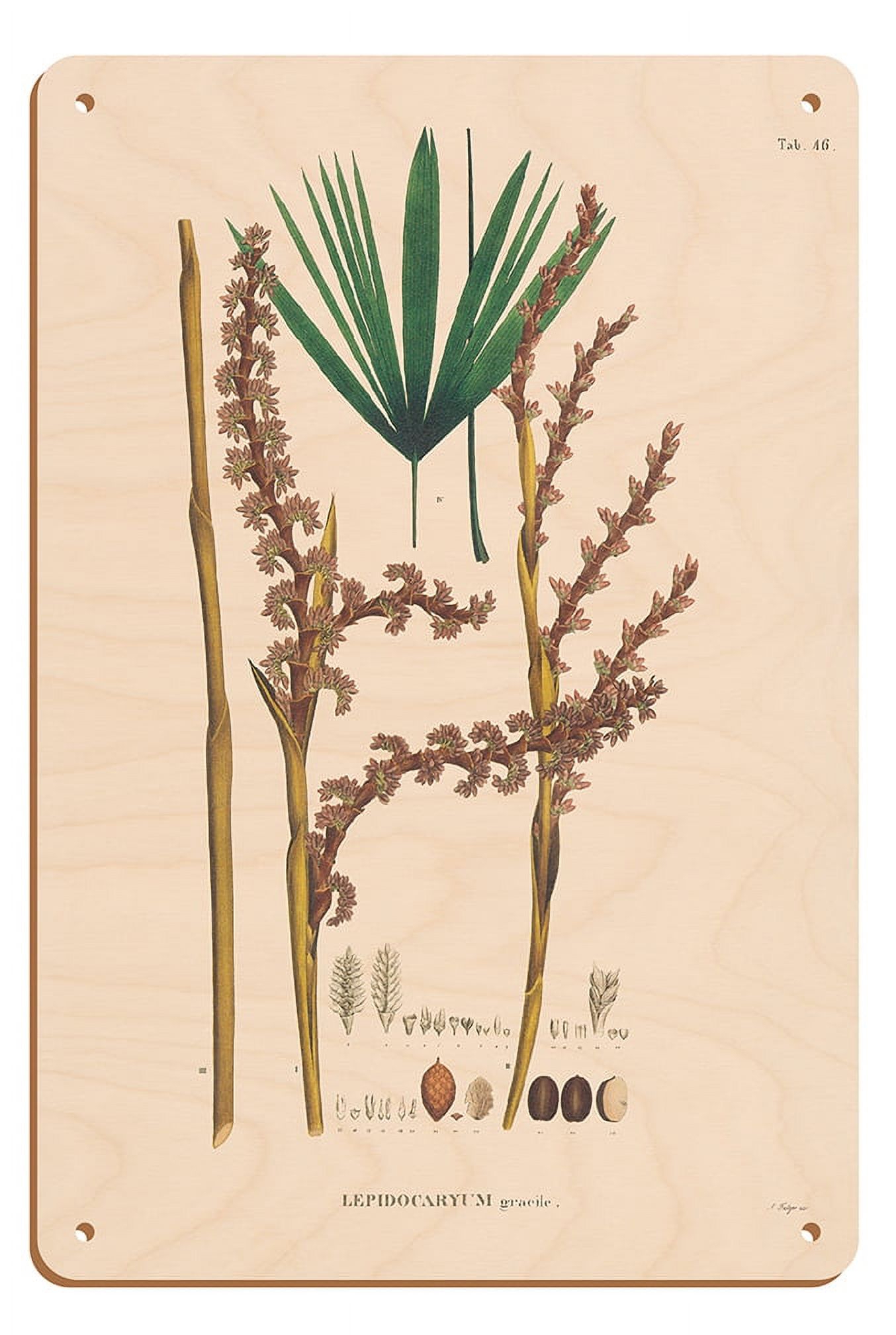 Poktamui Palm Tree (Lepidocaryum Gracile) - Vintage Botanical ...