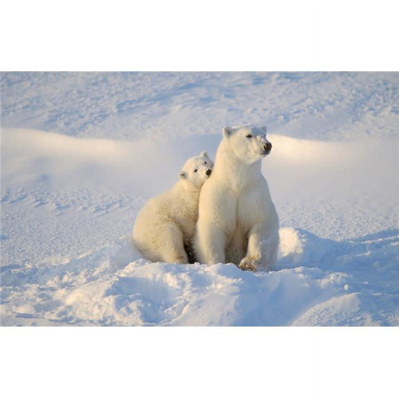 Polar Bear & Cub Poster Print by John Pitcher - 17 x 11 - Walmart.com