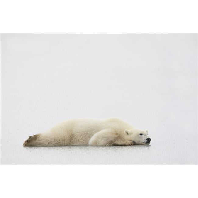 Polar Bear Laying Down Poster Print by Richard Wear, 34 x 22 - Large ...
