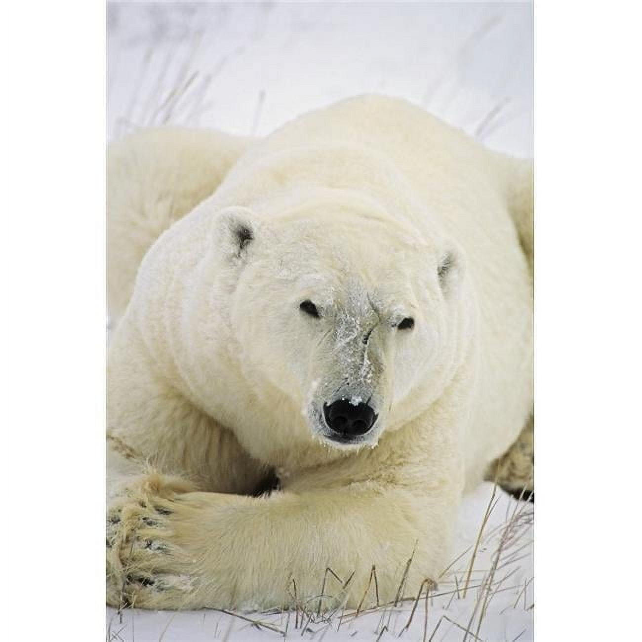 Polar Bear Poster Print - Walmart.com