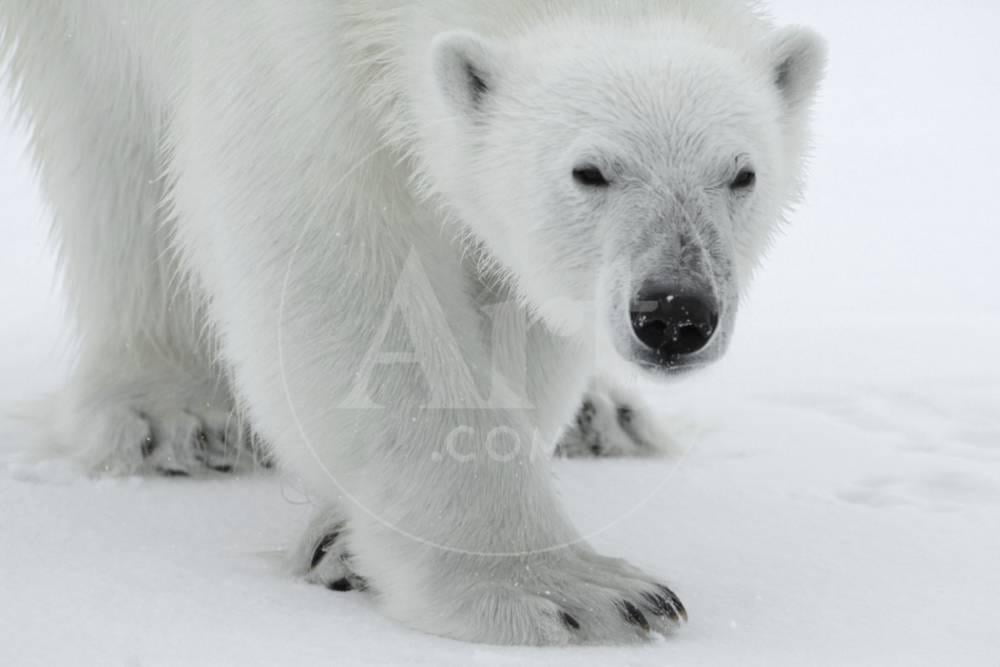 Polar Bear Ursus Maritimus Portrait, Svalbard, Norway, July 2008 ...