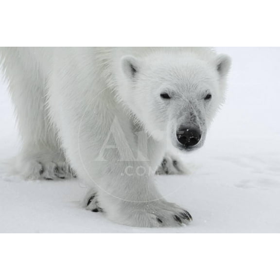 Carolines Treasures 8 x 8 in. Polar Bear Framed Metal Print - Walmart.com