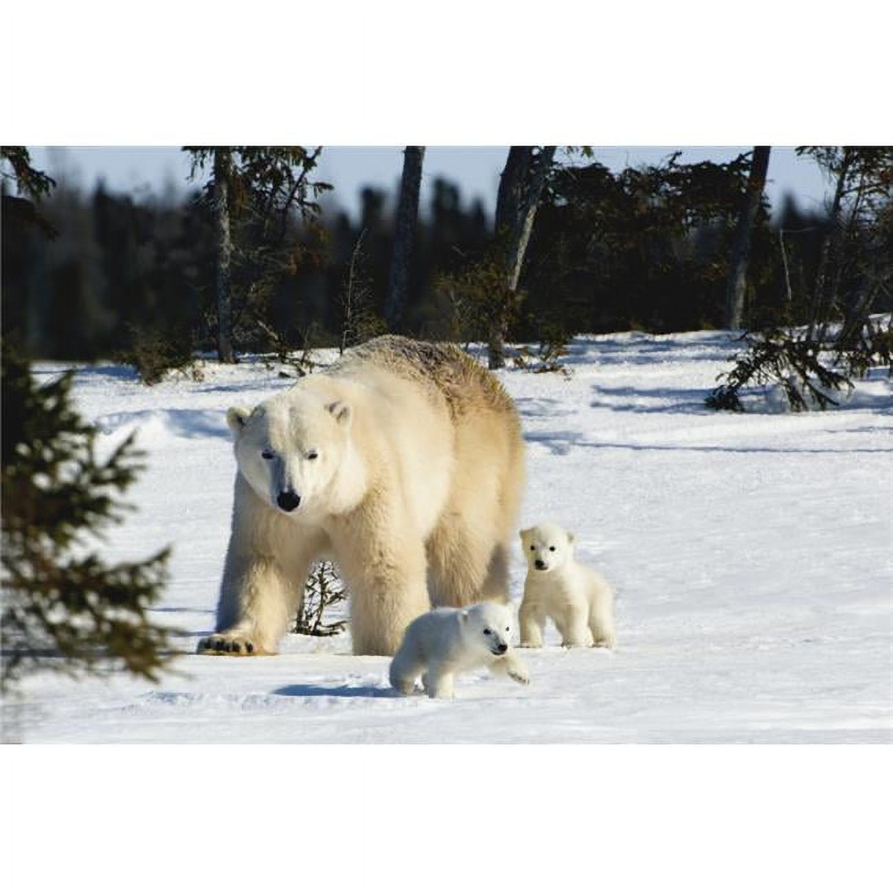 Polar Bear Ursus Maritimus Sow & Cubs Walking In Wapusk National Park ...