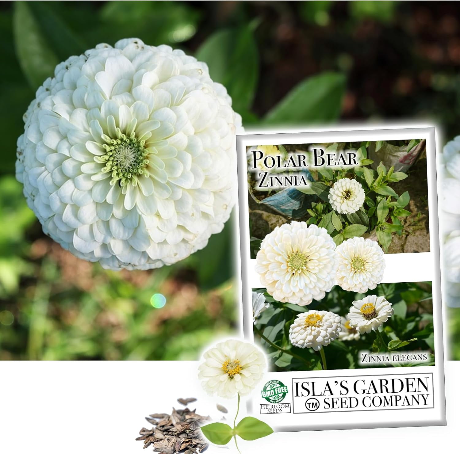 Polar Bear White Zinnia Seeds (Zinnia elegans) – 100+ Heirloom Non-GMO Seeds per Packet by Isla ...