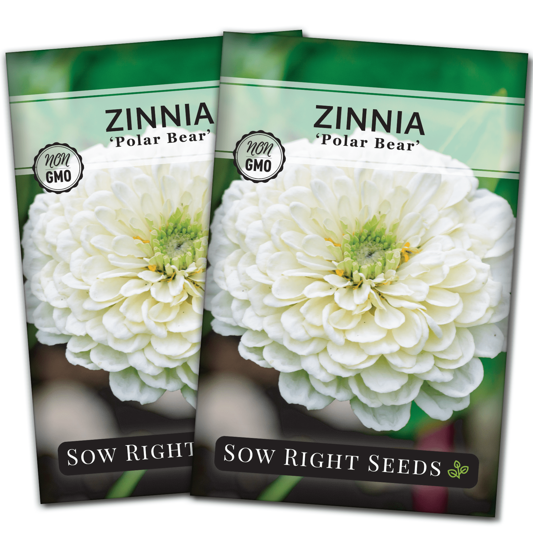 Polar Bear Zinnia Seeds - Non GMO Heirloom Varieties for your Flower ...