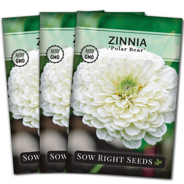 Polar Bear Zinnia Seeds - Non GMO Heirloom Varieties for your Flower ...