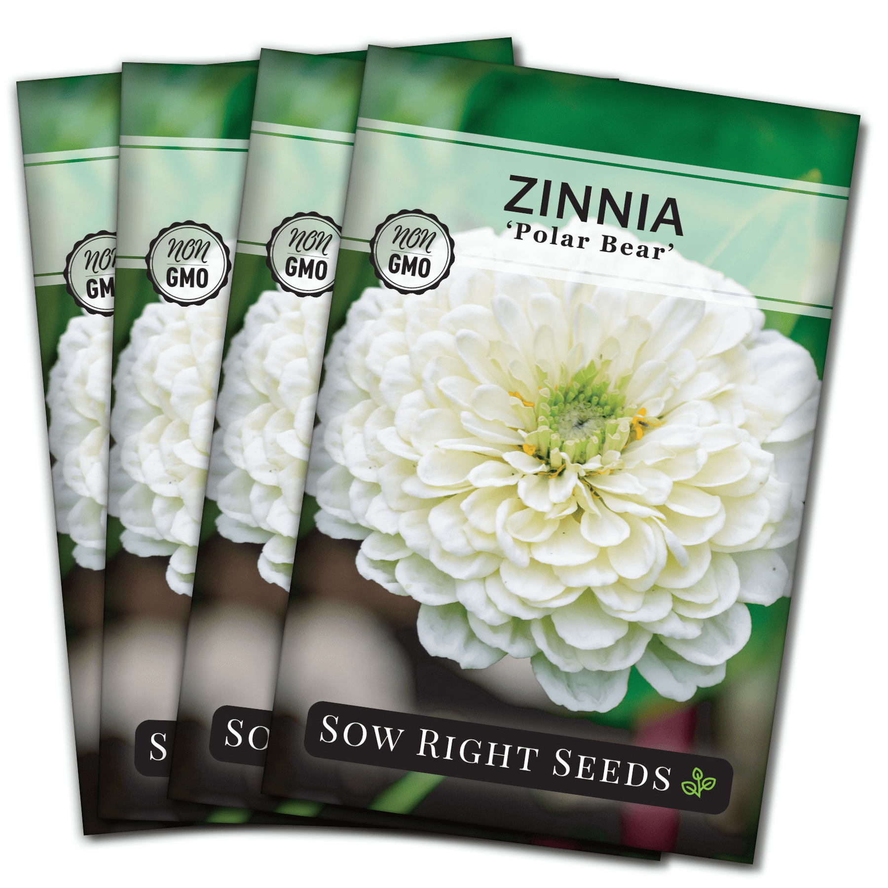 Polar Bear Zinnia Seeds - Non GMO Heirloom Varieties for your Flower ...