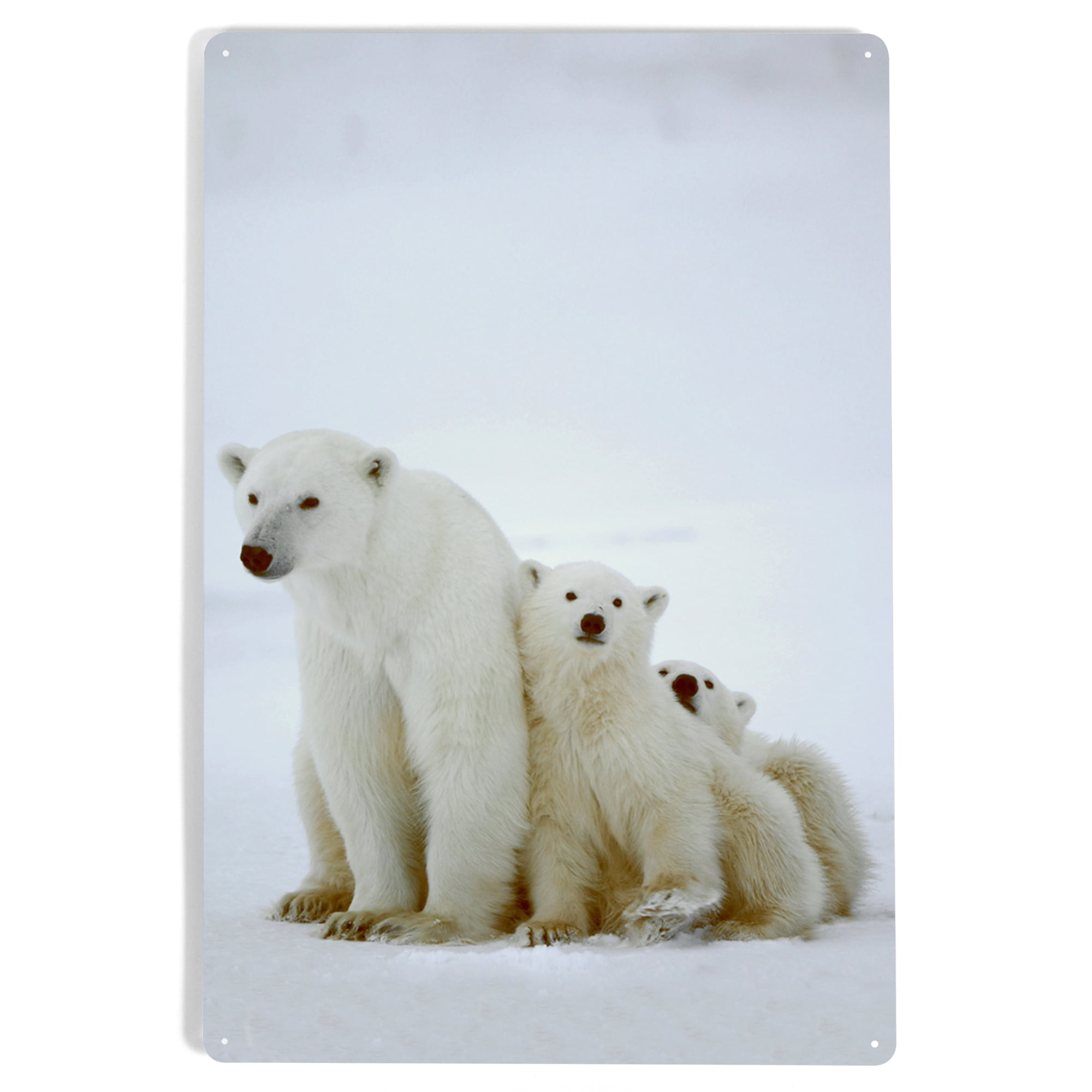 Polar Bear and Cubs (12x18 Aluminum Art, Indoor Outdoor Metal Sign ...