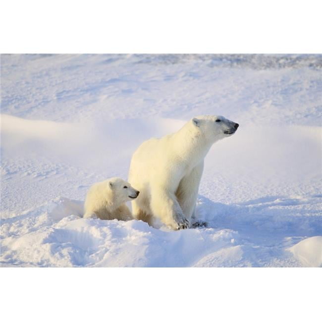 Polar Bear with Cub Poster Print by John Pitcher, 34 x 22 - Large ...