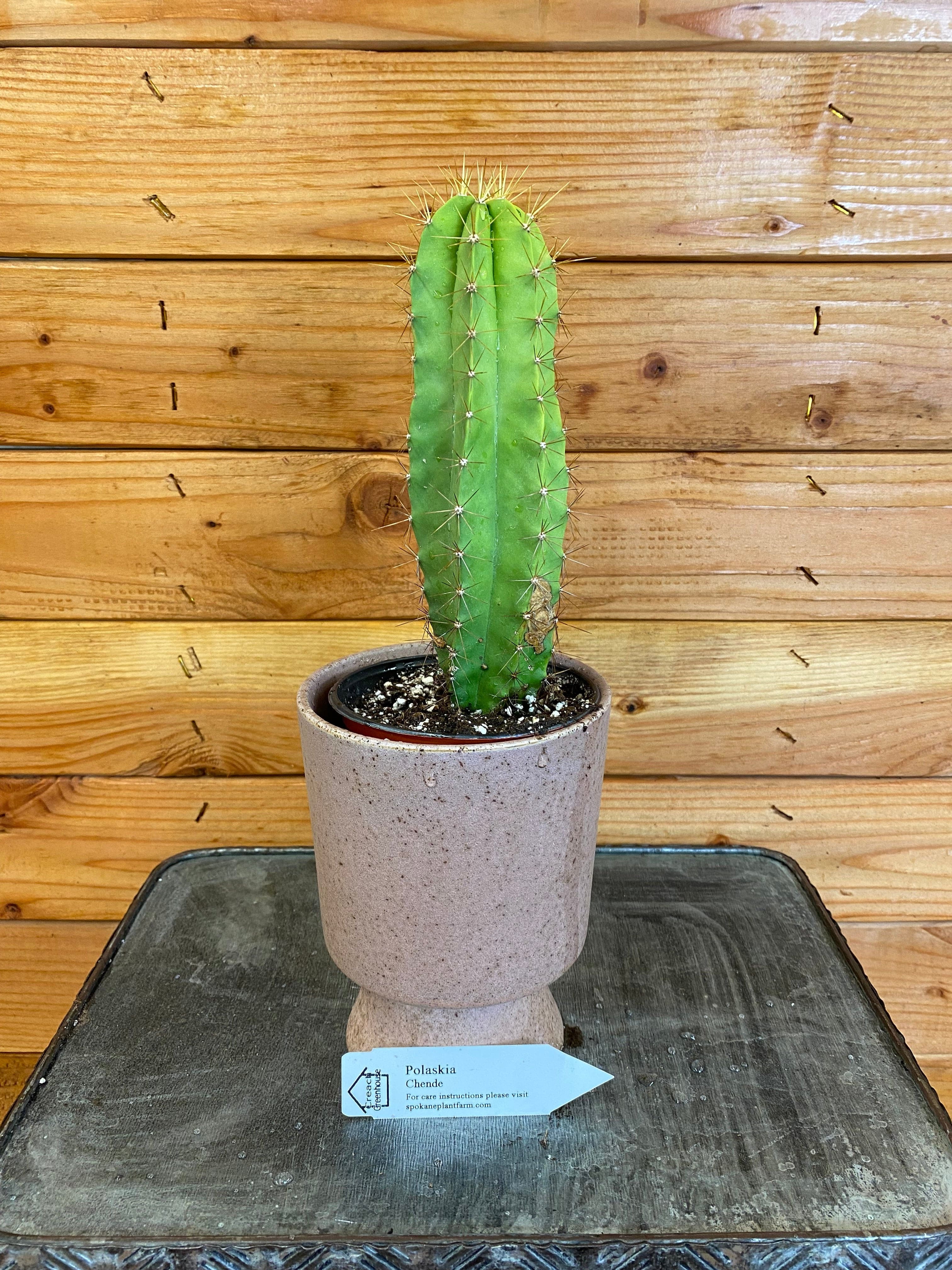 Polaskia Chende, 4" Plant - Walmart.com