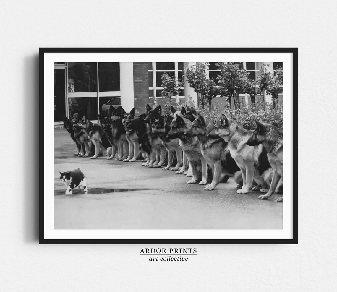 Police Dogs Trained To Remain Calm, German Shepherds Staring At Cat ...