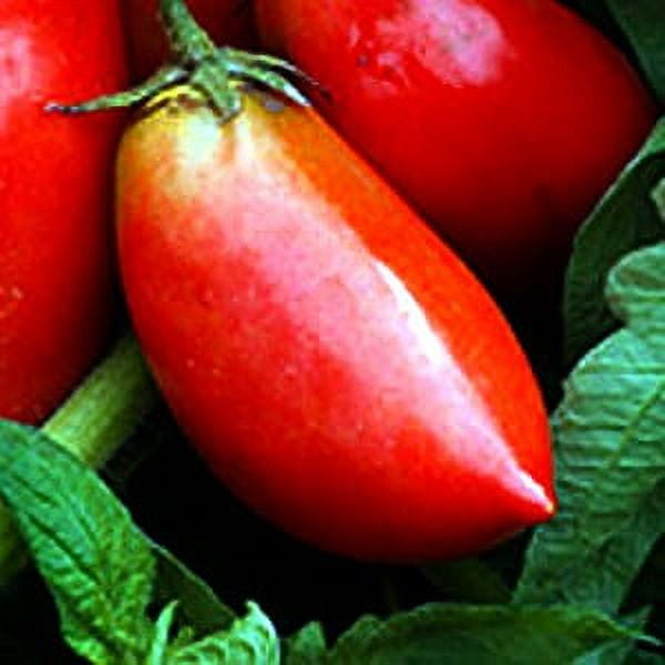Polish Linguisa Tomato - 20 Seeds - Heirloom/Meaty/Paste - Walmart.com