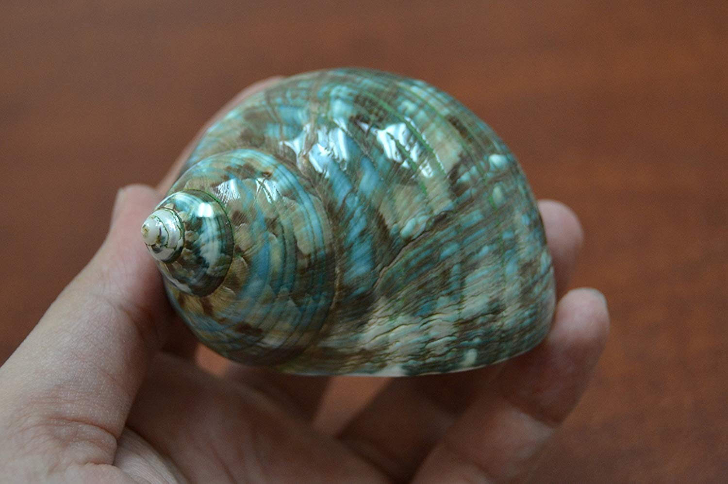 Polished Green Jade Turbo Hermit Crab Seashell 3