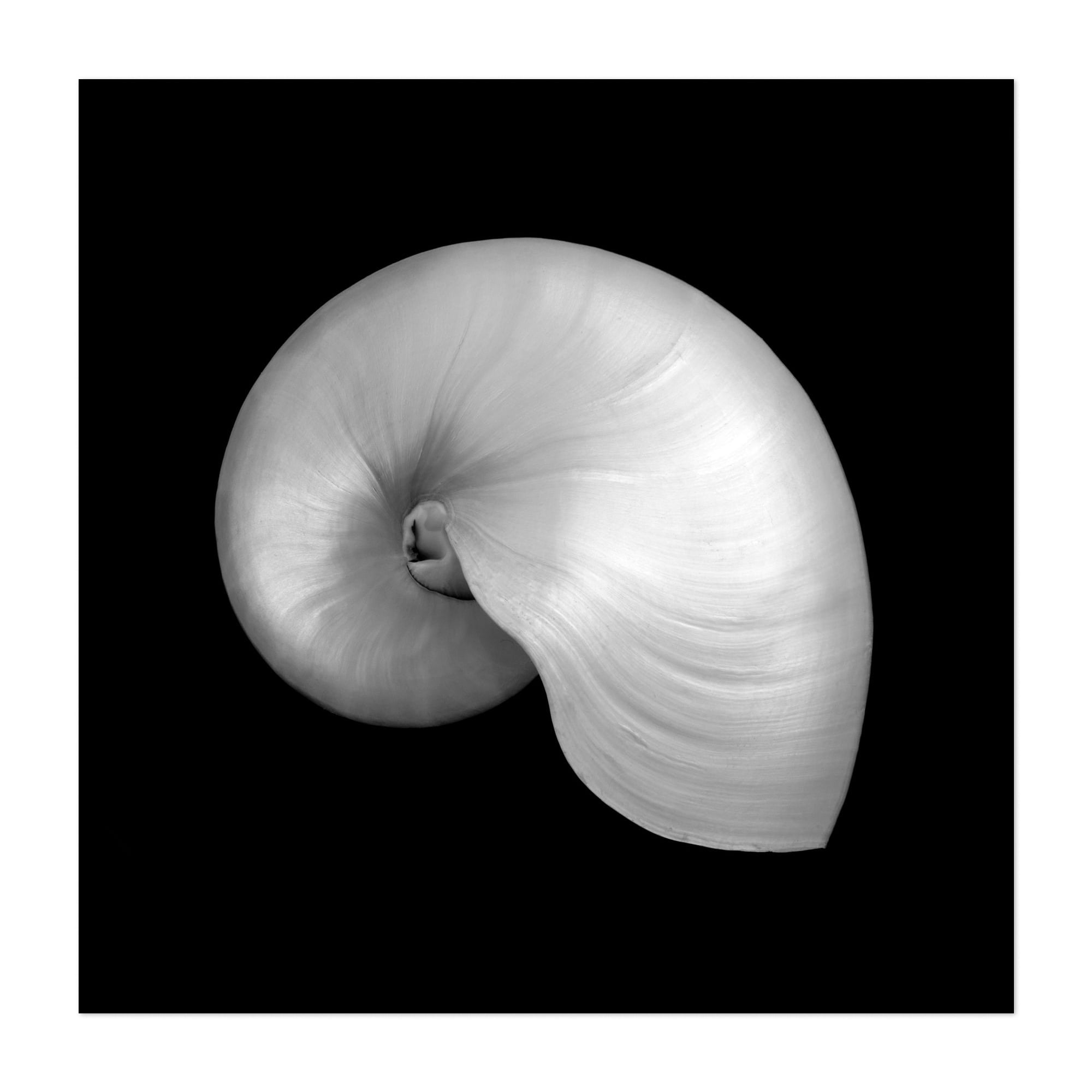 Polished Nautilus shell - Photography Black and White Abstract ...