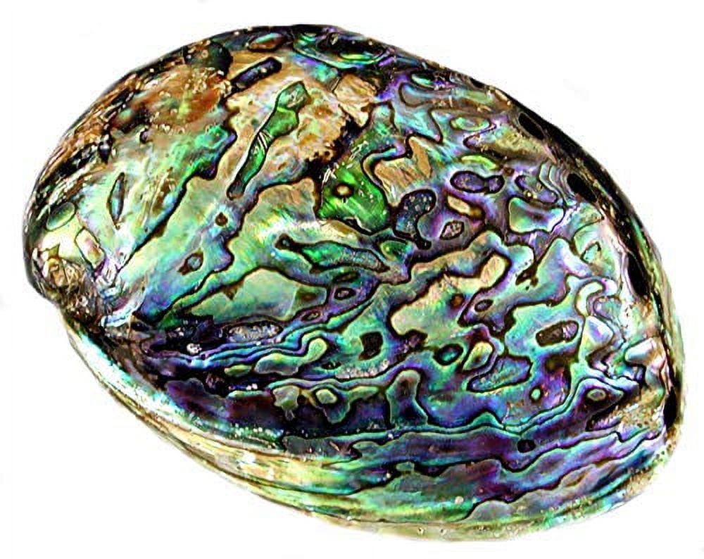 Polished Paua Abalone Shell (About 5") Beautiful New Zealand Rainbow ...