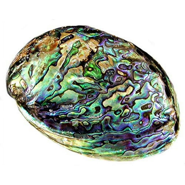 Polished Paua Abalone Shell (About 5") Beautiful New Zealand Rainbow ...