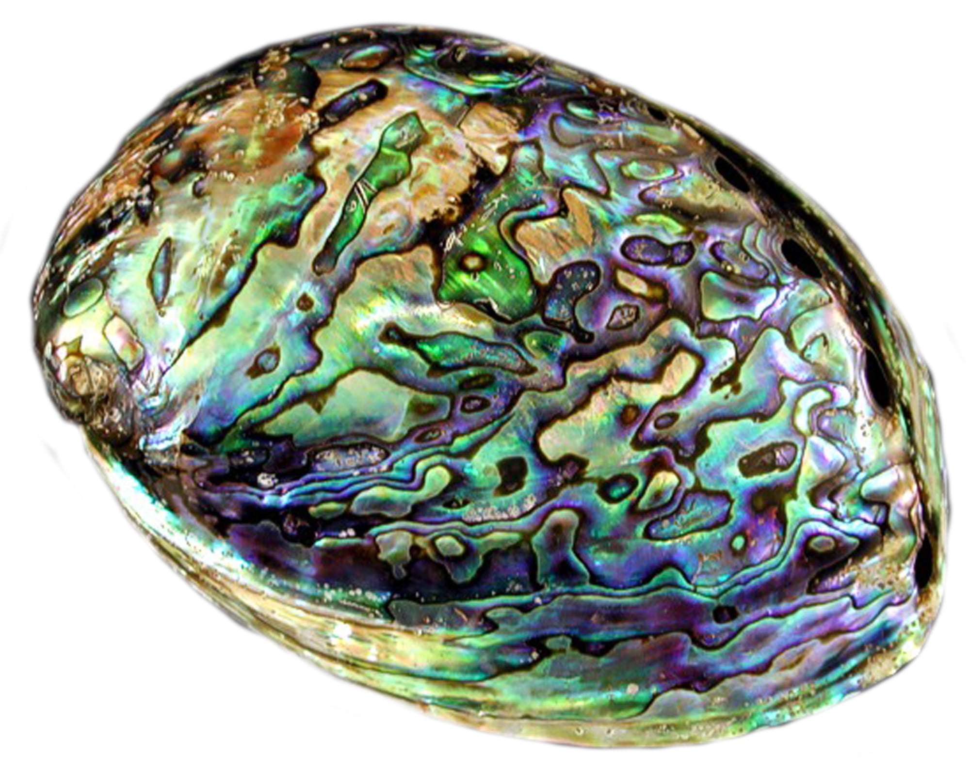 Polished Paua Abalone Shells (about 5") Beautiful New Zealand Rainbow Abalone Seashell - Walmart.com