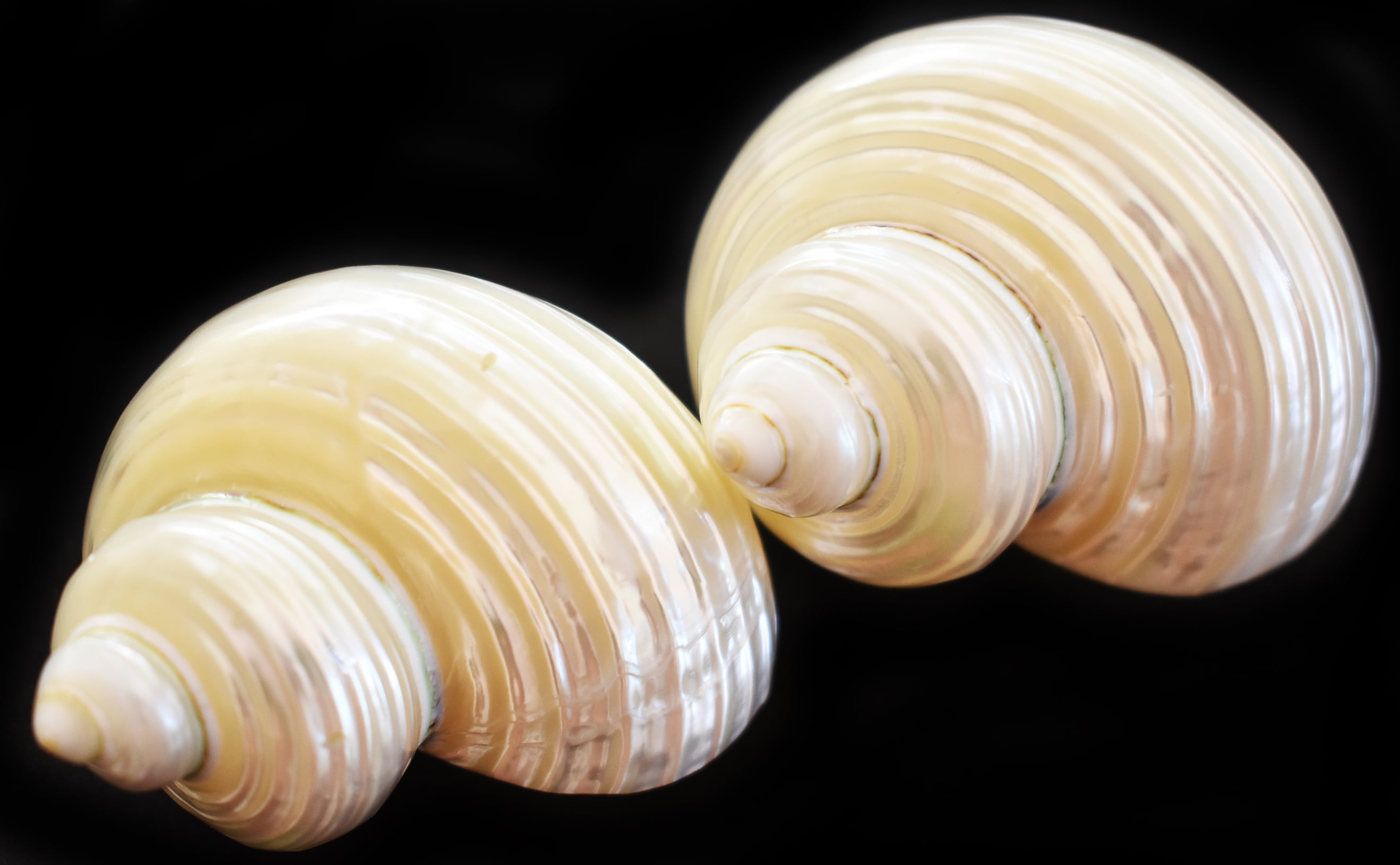 Polished Silver Turbo Shell (2