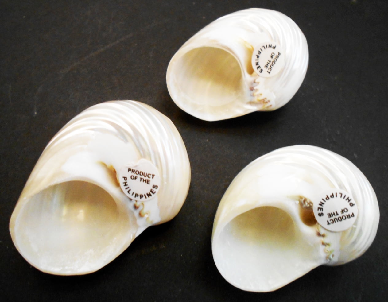 Florida Shells & Gifts Turbo Shell Medium Hermit Crab Aquarium 3-Pack ...