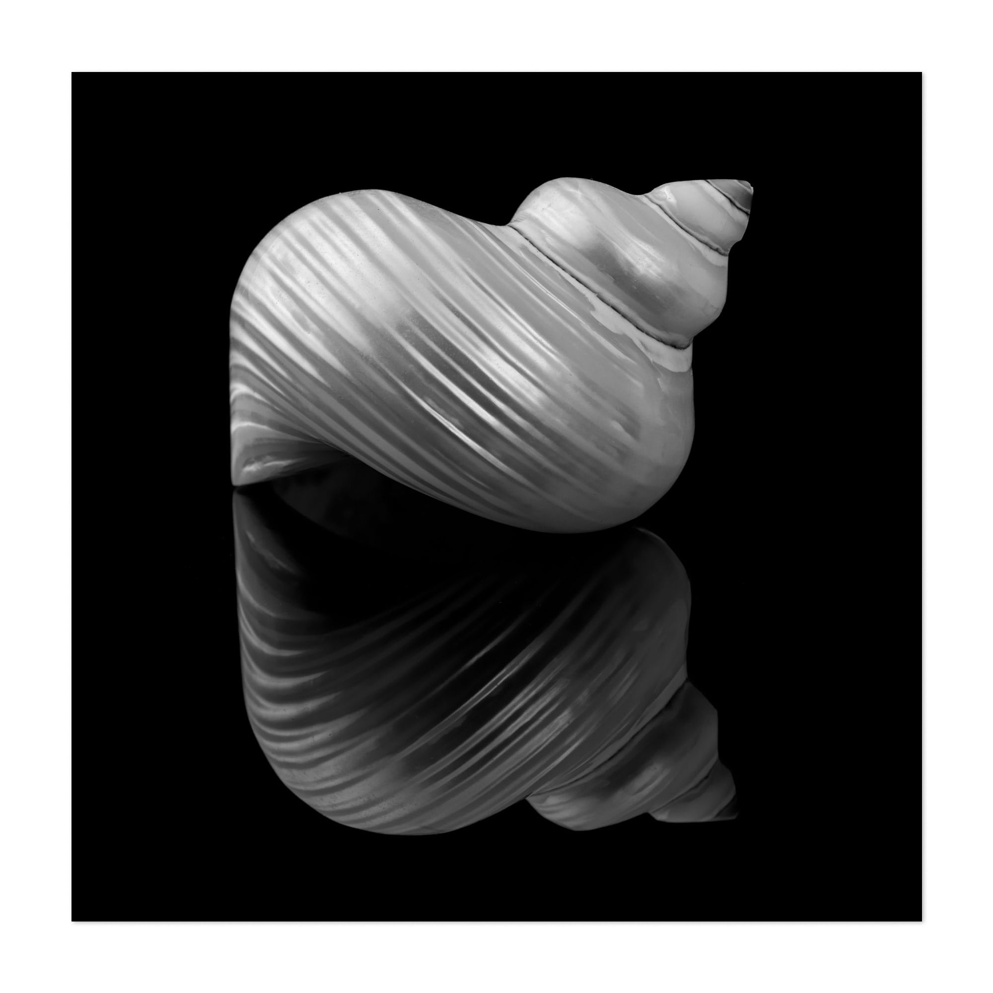 Polished Turban Shell and reflection - Photography Black and White ...